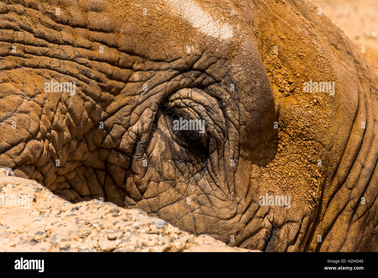 Elephant face close up hi-res stock photography and images - Alamy