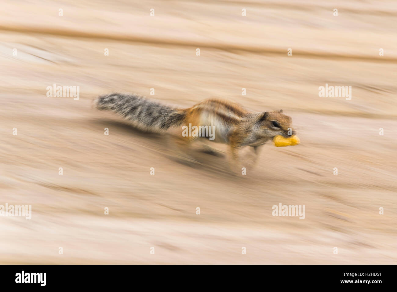 Scene showing a very fast squirrel running with a peanut in the mouth ...