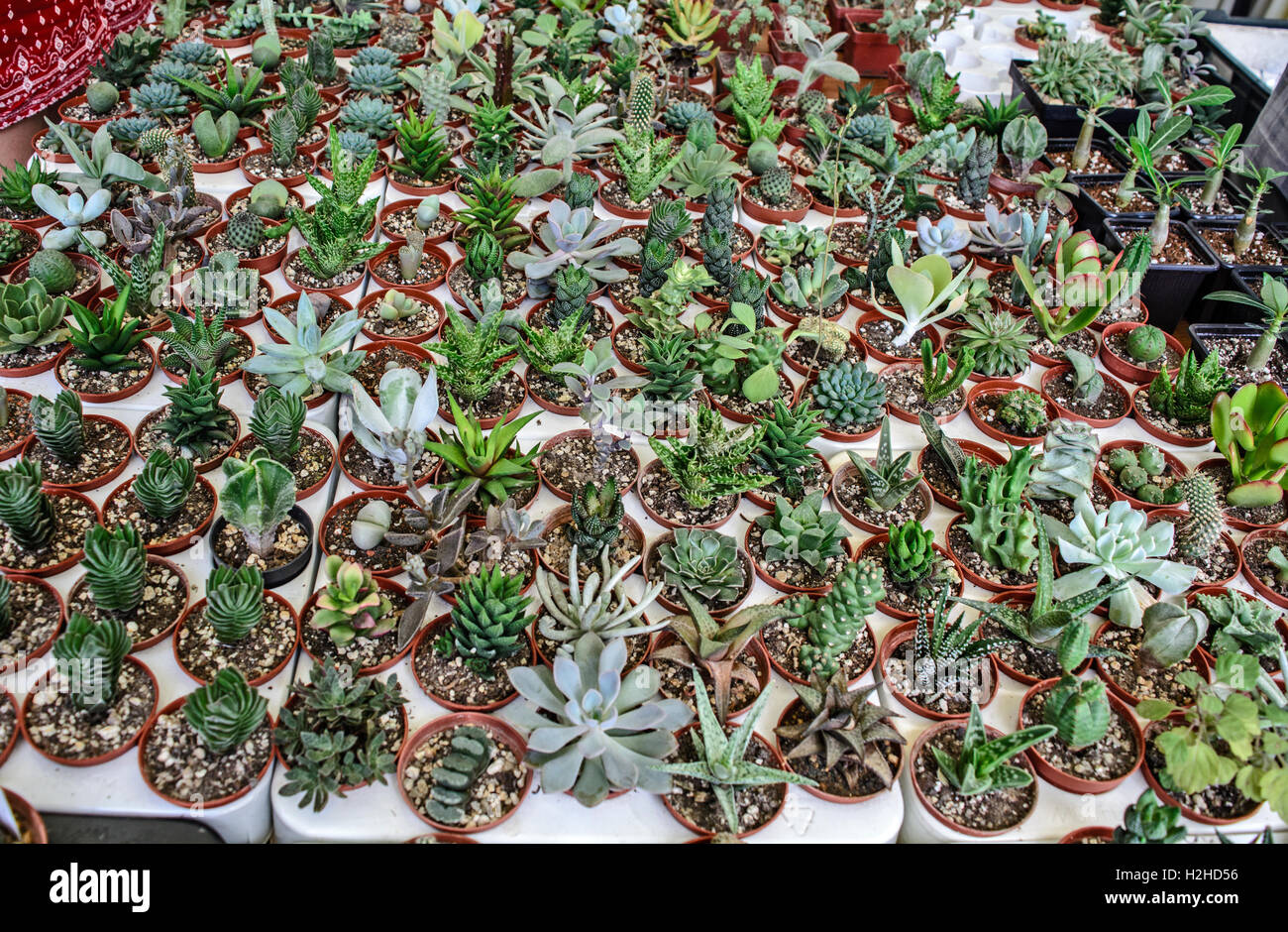 Selling exhibition of various mini cactus Stock Photo - Alamy