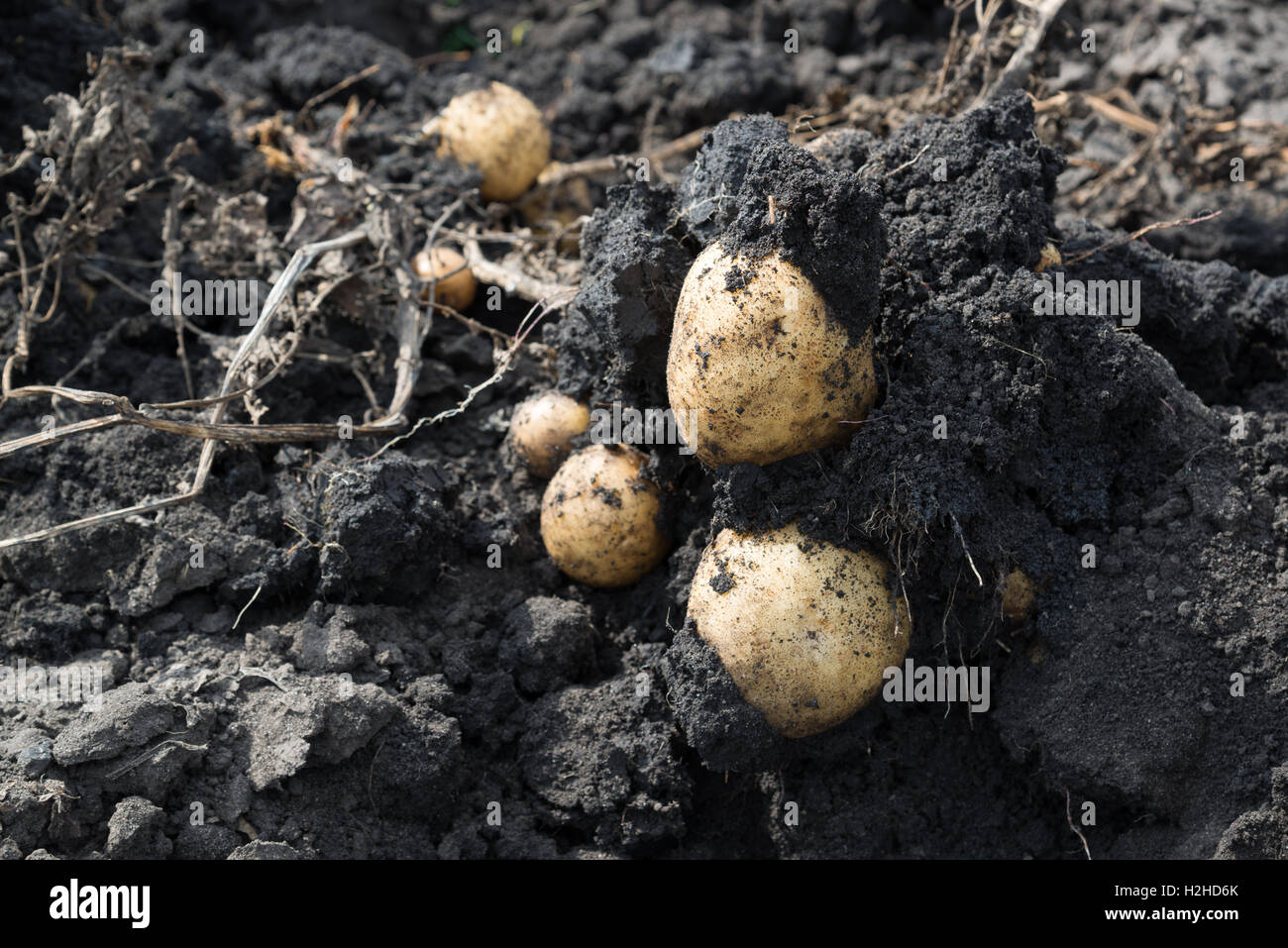 Freshly dug potatoes lying on ground Stock Photo - Alamy