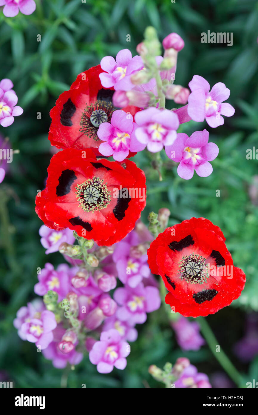 Papaver commutatum. Ladybird poppies amongst antirrhinum flowers Stock ...