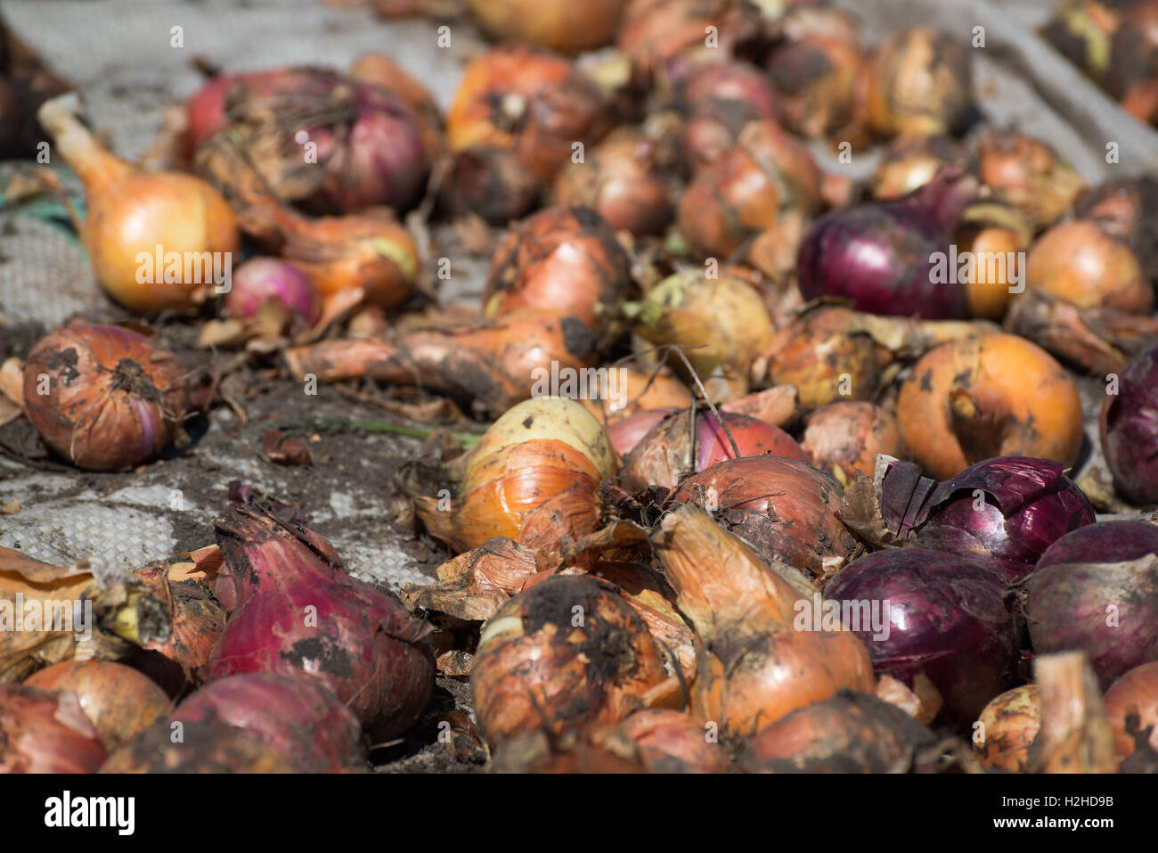 Freshly dug out onions drying in sun Stock Photo - Alamy
