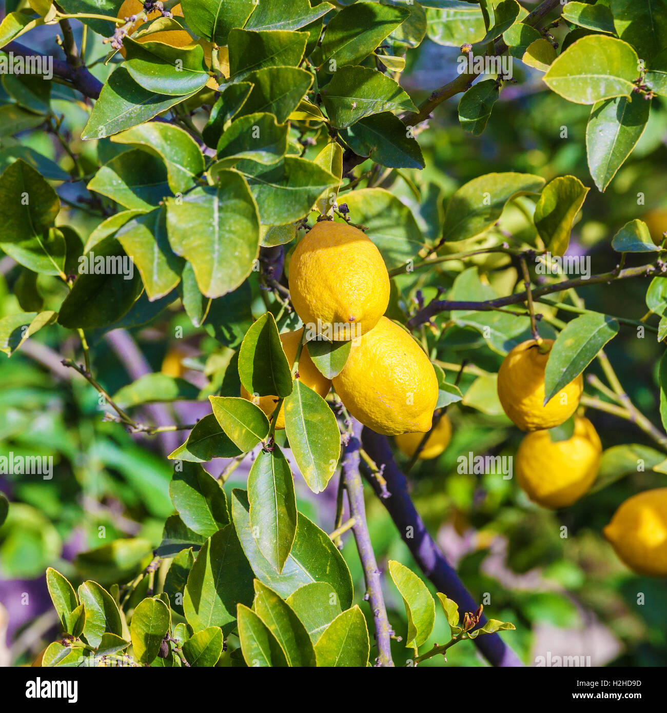 Citrus trees israel hi-res stock photography and images - Alamy