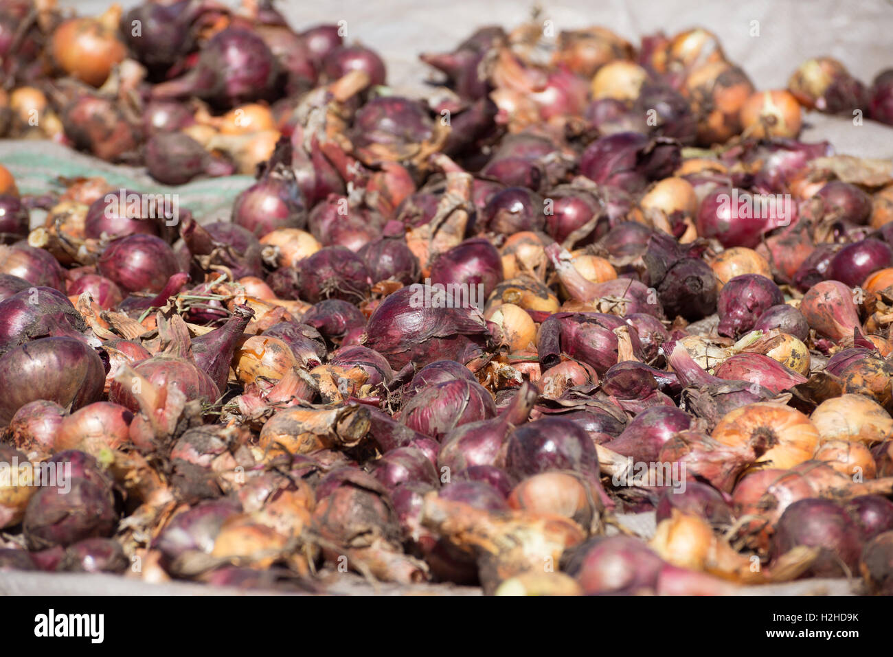 Freshly dug out onions drying in sun Stock Photo - Alamy