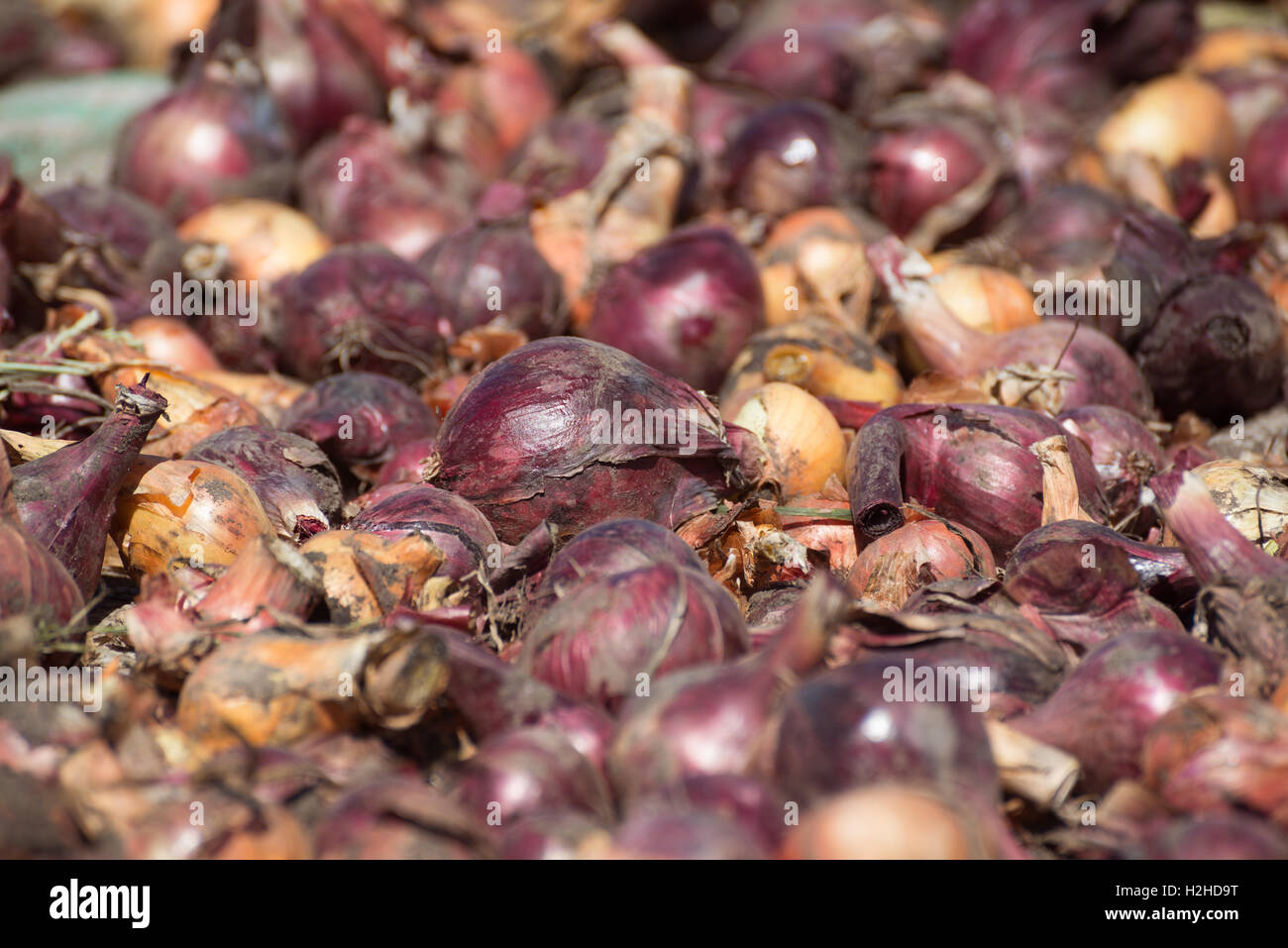 Freshly dug out onions drying in sun Stock Photo - Alamy Freshly dug out onions drying in sun Stock Photo - Alamy