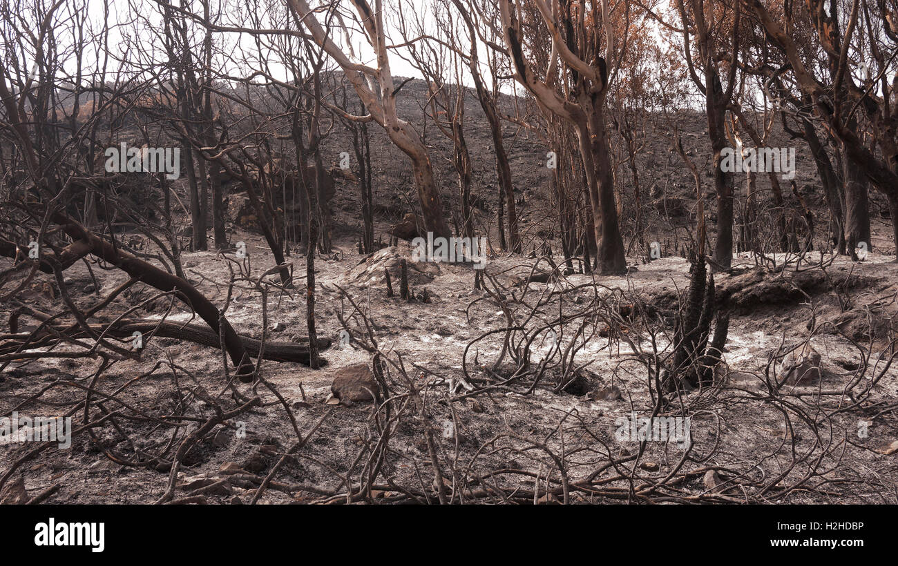 The aftermath of a bush/forest fire in the south of Spain Stock Photo ...