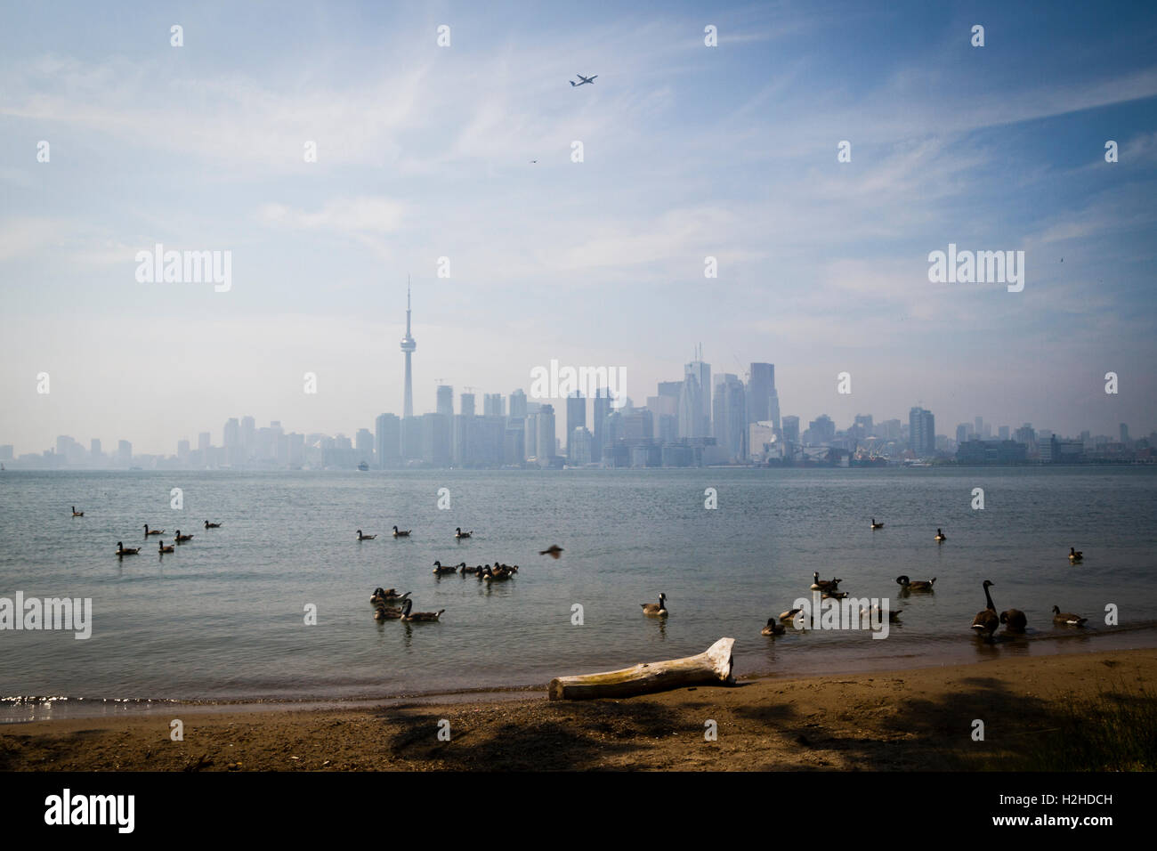 Canada Geese in front of a view of the CN Tower from the islands in ...