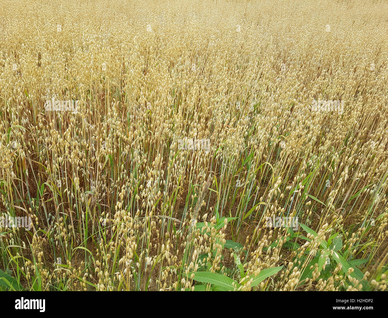 Hafer pflanze hi-res stock photography and images - Alamy