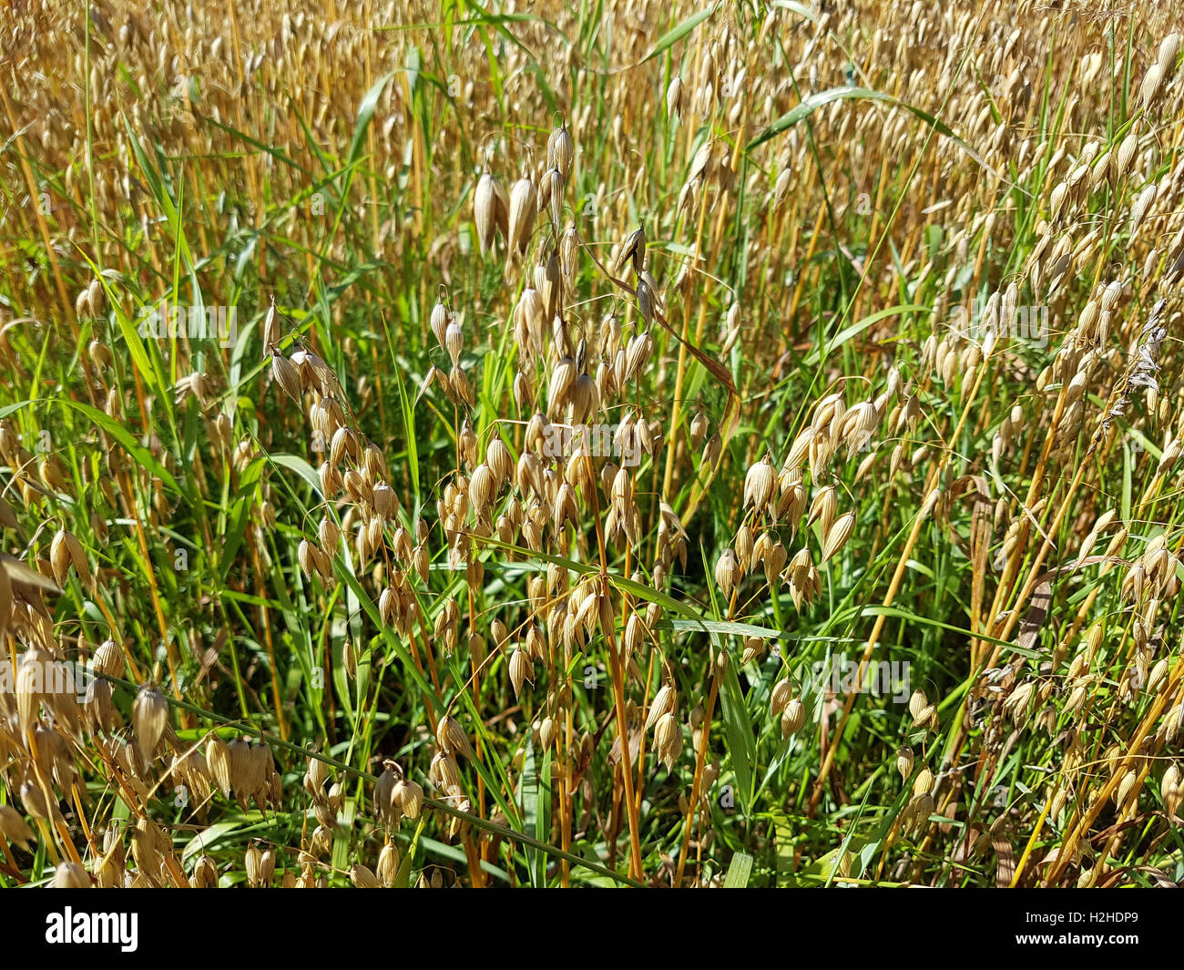 Hafer pflanze hi-res stock photography and images - Alamy