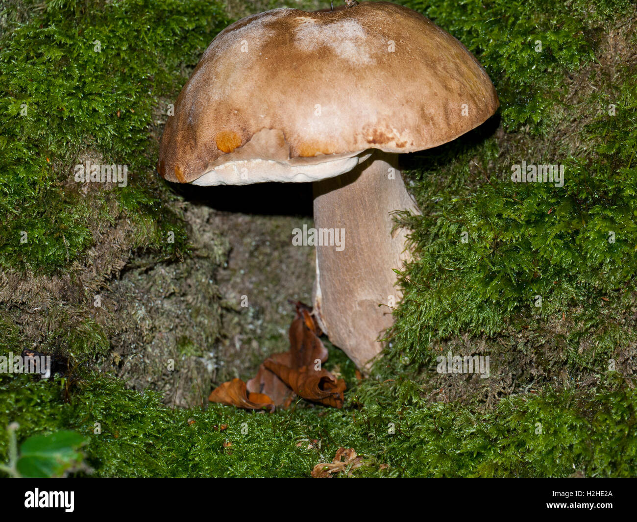 The bitter tylopilus hi-res stock photography and images - Alamy