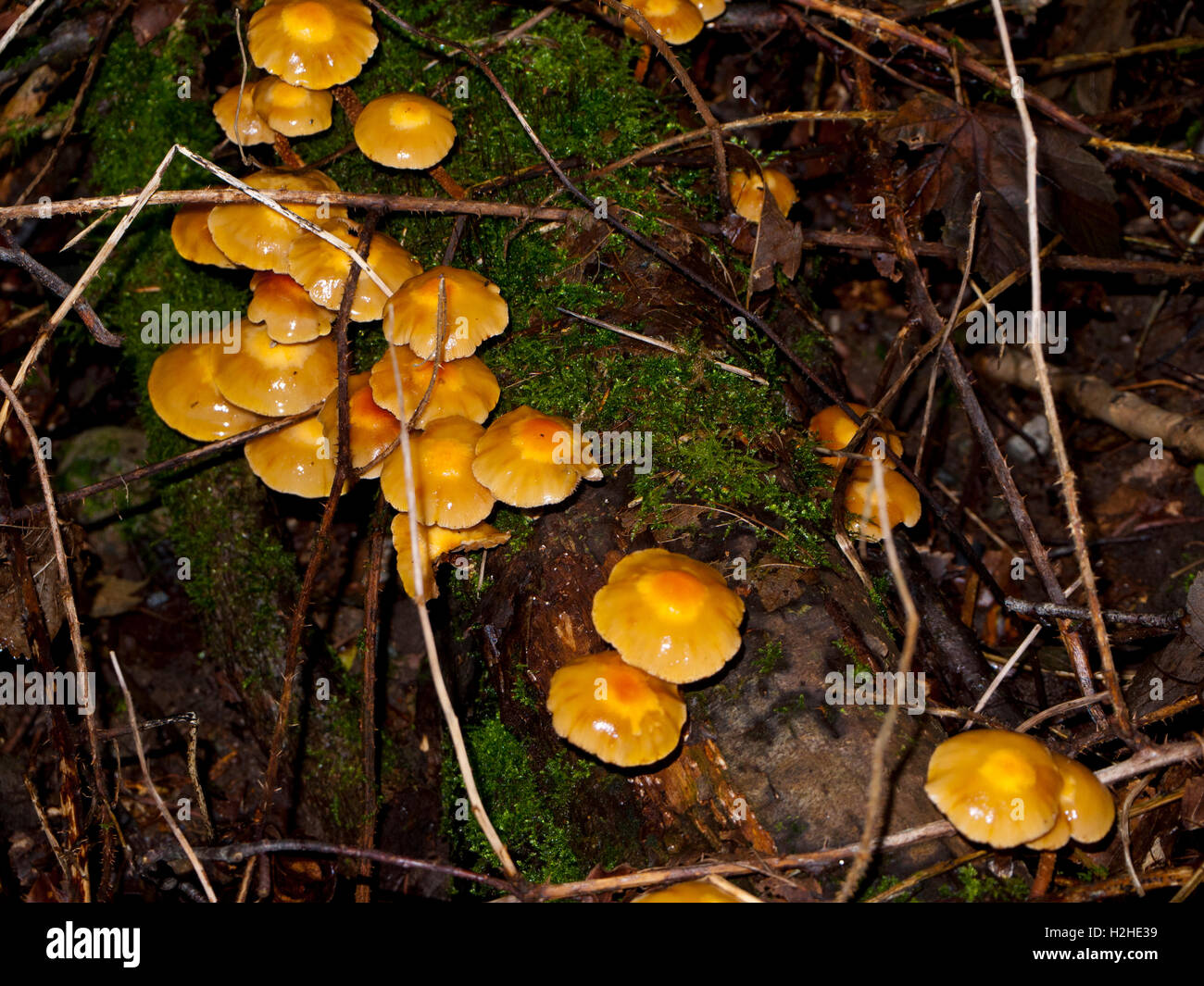 Yellow shield pluteus chrysophaeus mushrooms hi-res stock photography ...