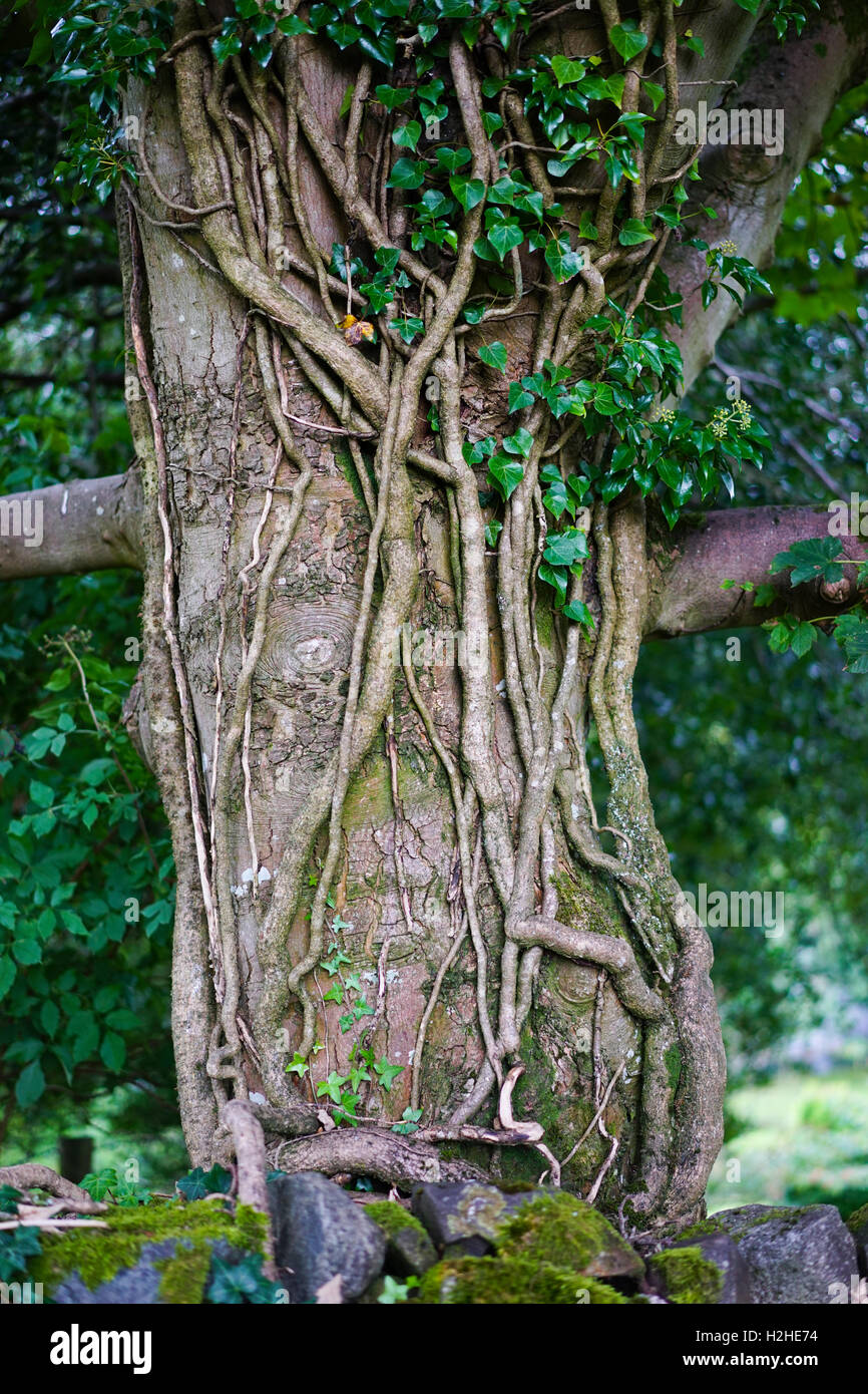 Ivy strangling tree hi-res stock photography and images - Alamy