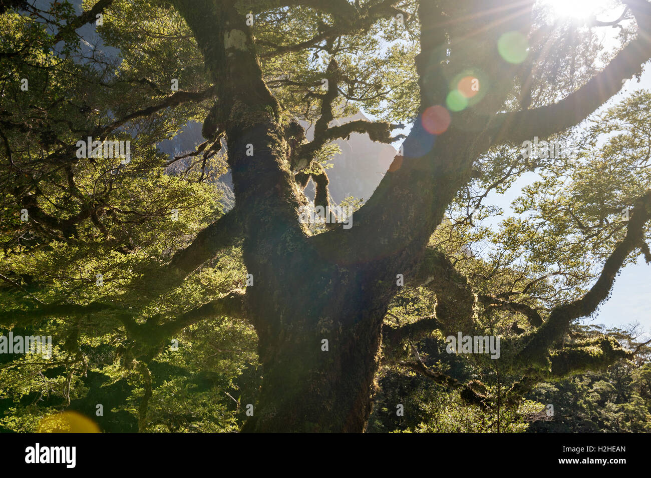 Sunlight rays passing through big tree Stock Photo - Alamy