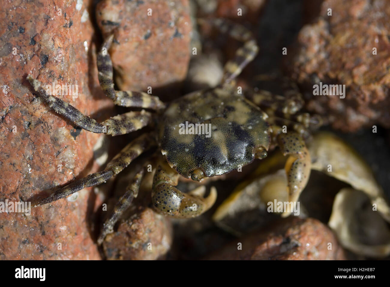 Asian shore crab hemigrapsus sanguineus hi-res stock photography and ...