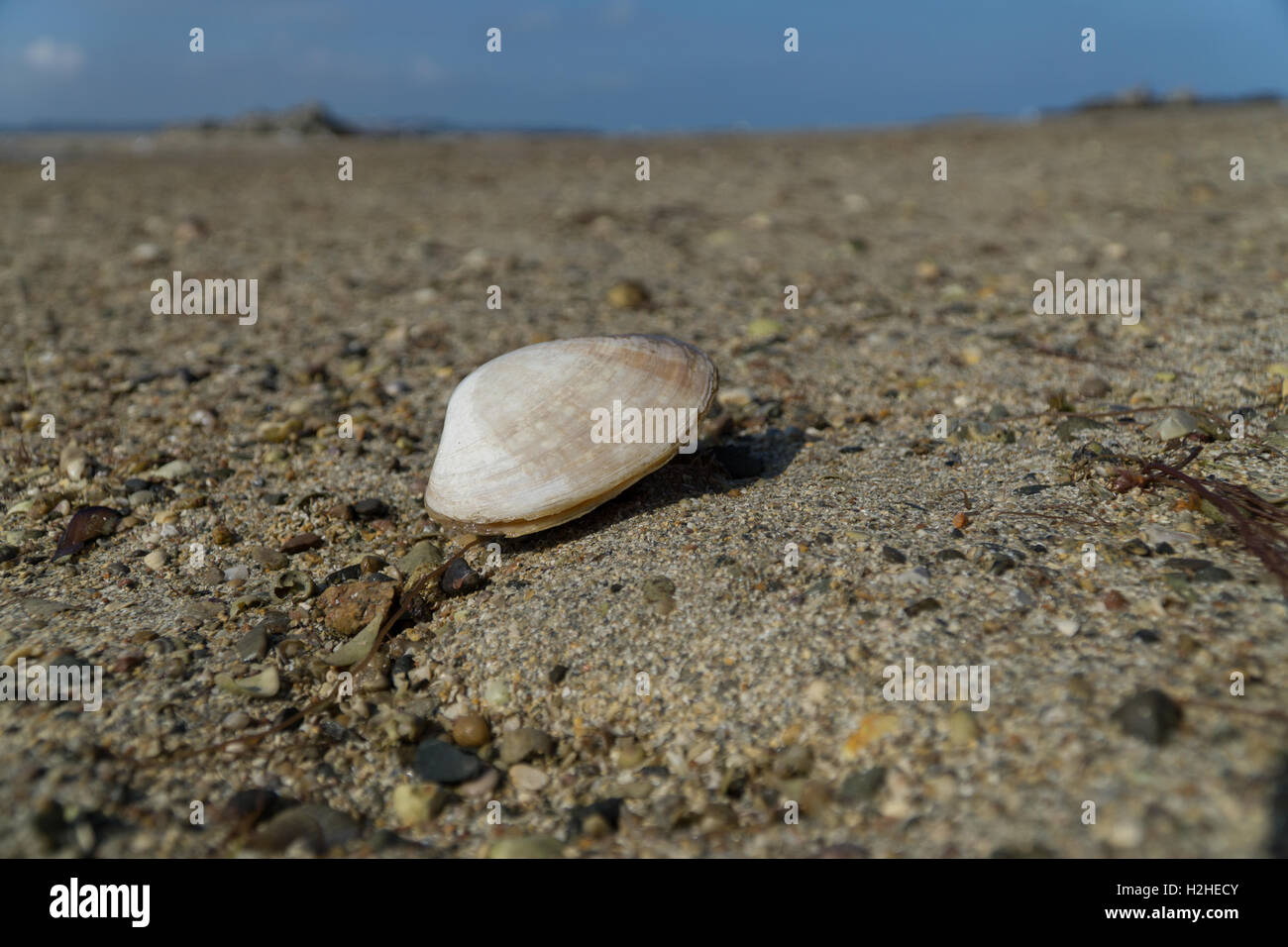 Clam fishing hi-res stock photography and images - Alamy