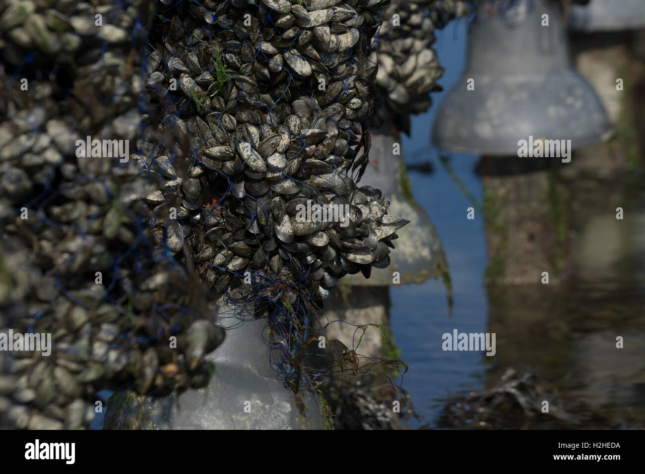 Mussels being grown on a Bouchot Pole in the Royal Bay of Grouville ...