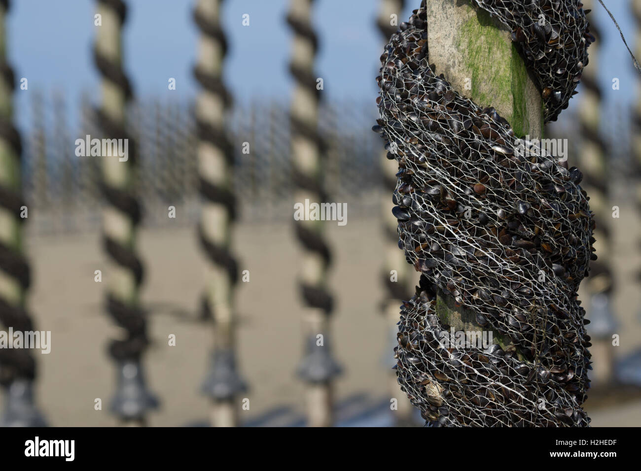 Bouchot Mussels High Resolution Stock Photography and Images - Alamy