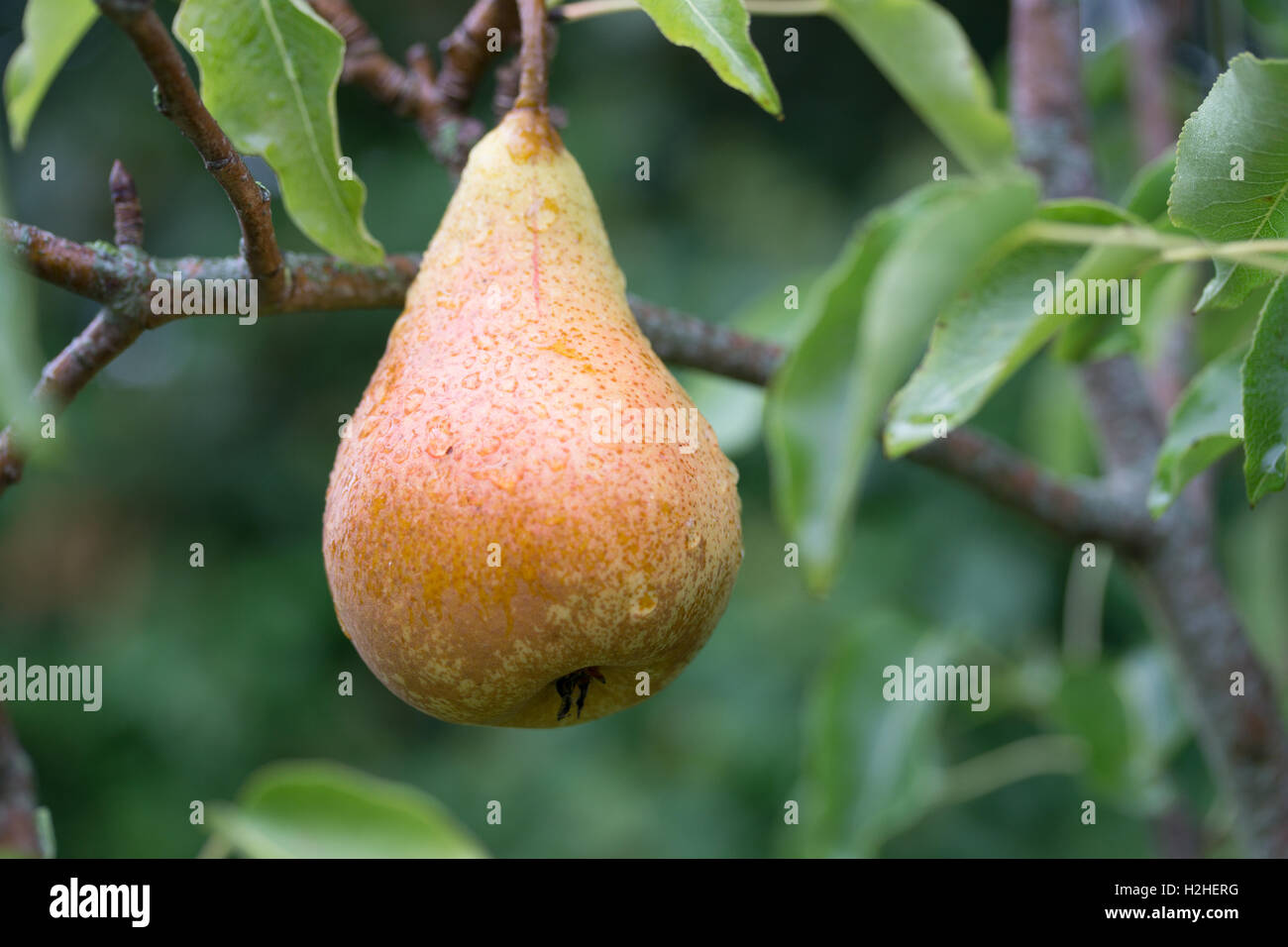 Conference pear tree hi-res stock photography and images - Alamy