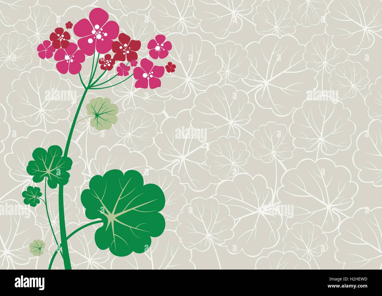Geranium perennial Stock Vector Images - Alamy