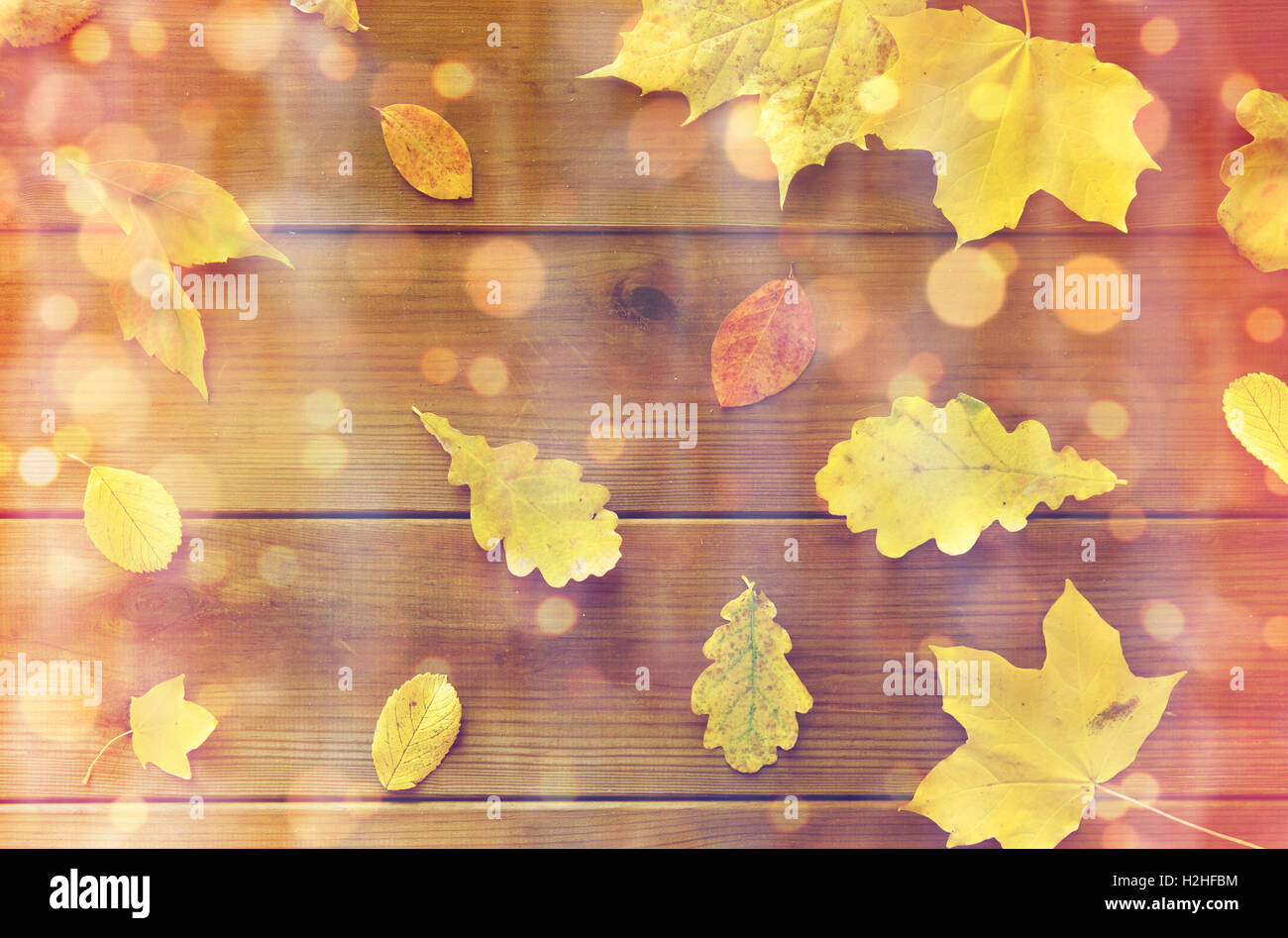 set of many different fallen autumn leaves Stock Photo - Alamy