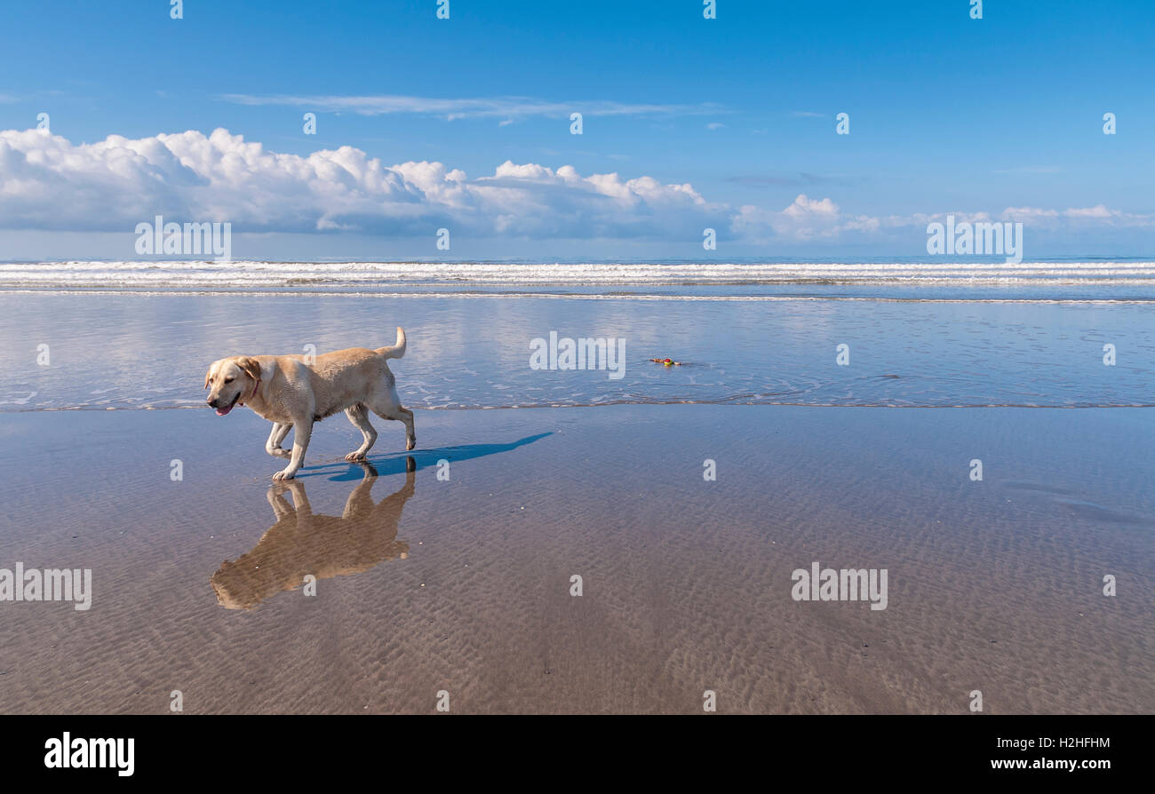Labrador Retriever playing on a beach Stock Photo - Alamy