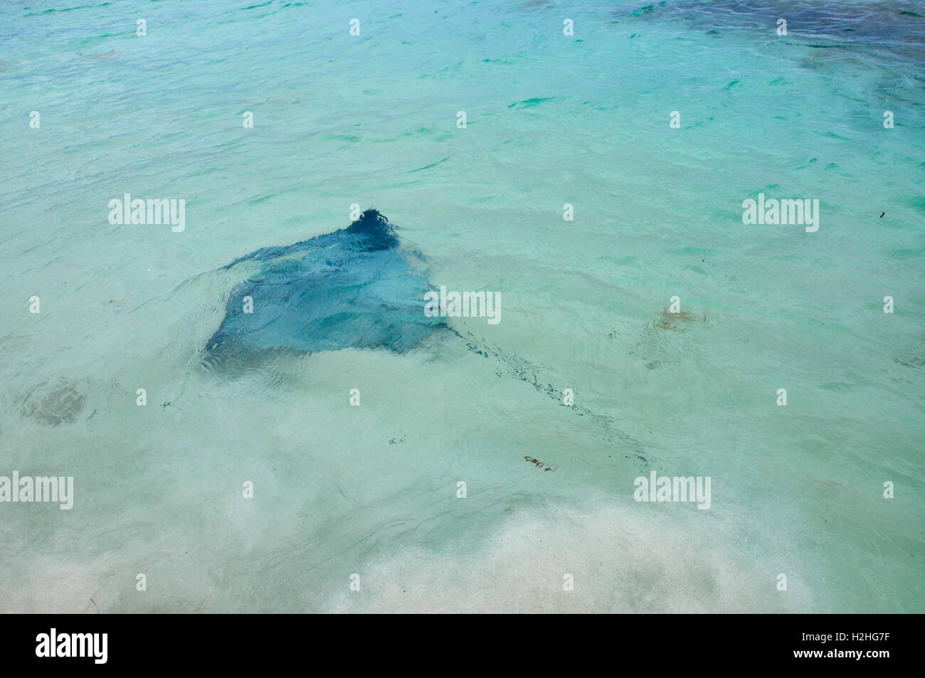 Wild friendly eagle ray at Hamelin Bay with turquoise Great Southern ...