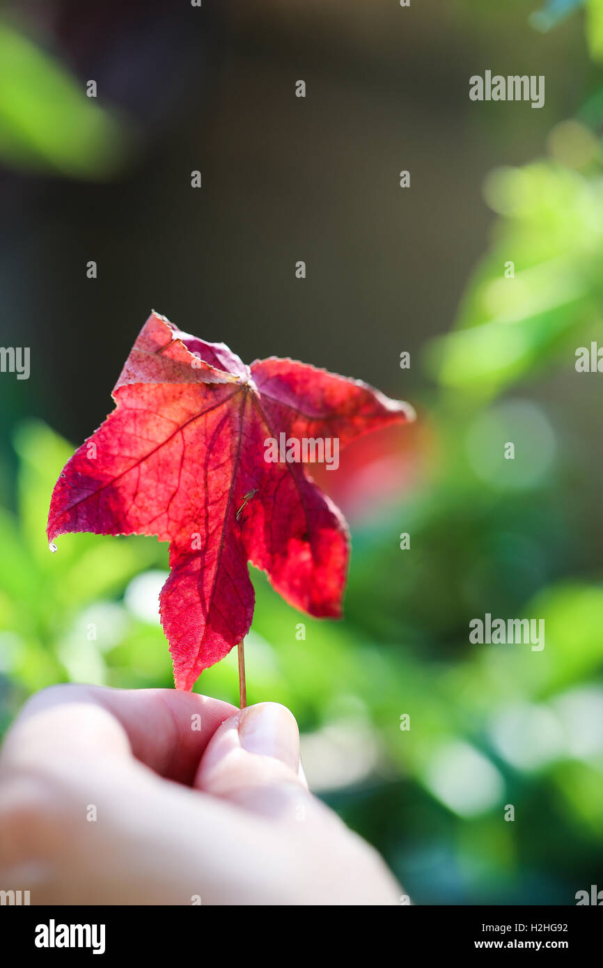 Leaf. Autumn inspiration Stock Photo - Alamy