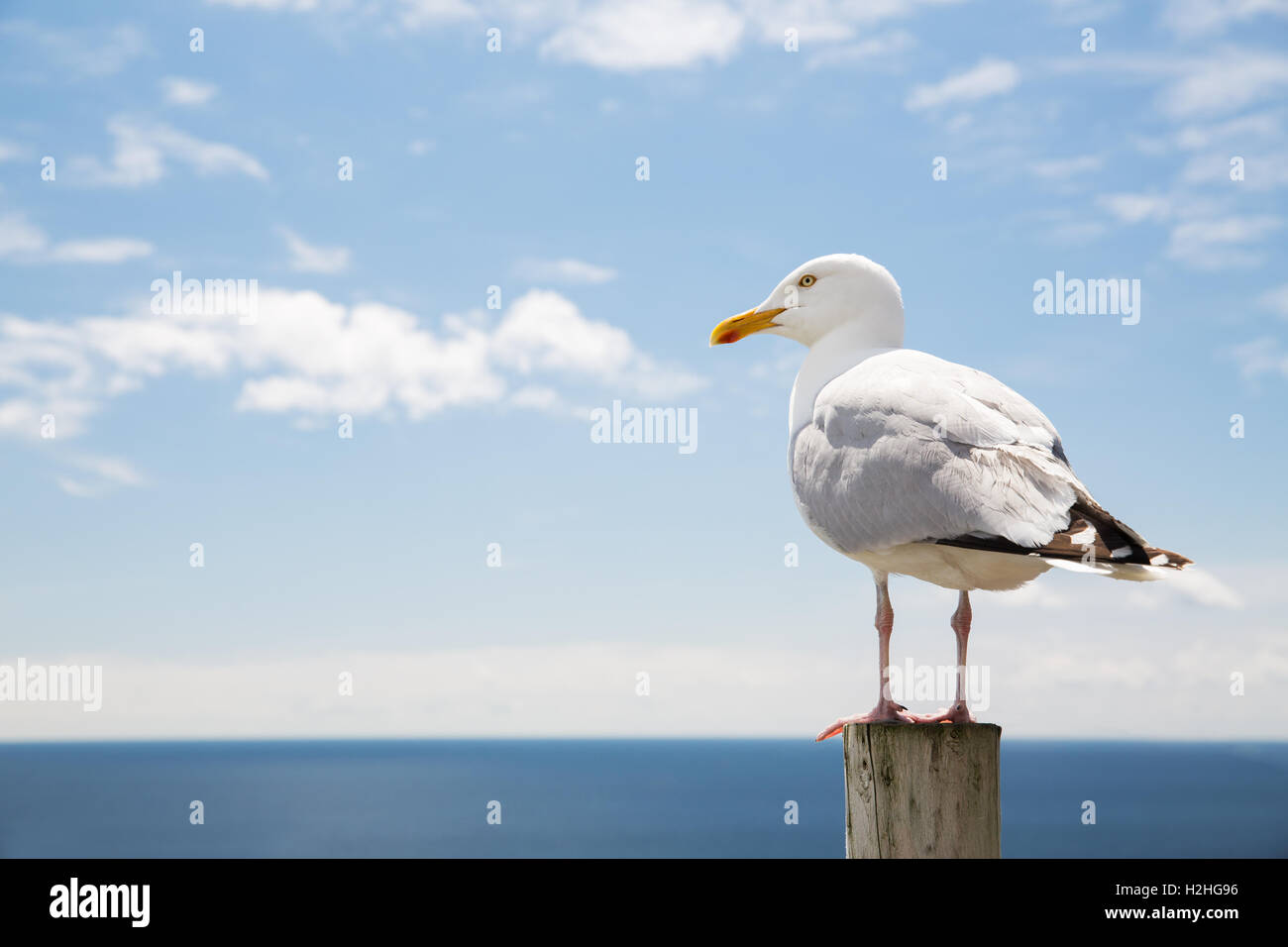 seagull over sea and blue sky Stock Photo - Alamy
