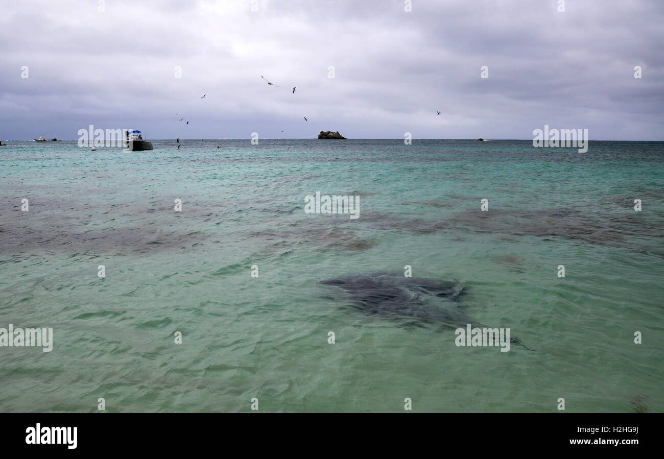 Wild friendly sting ray at Hamelin Bay with turquoise Great Southern ...