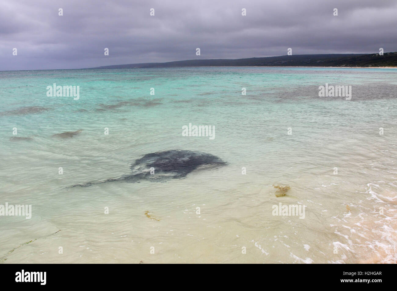 Wild friendly sting ray at Hamelin Bay with turquoise Great Southern ...