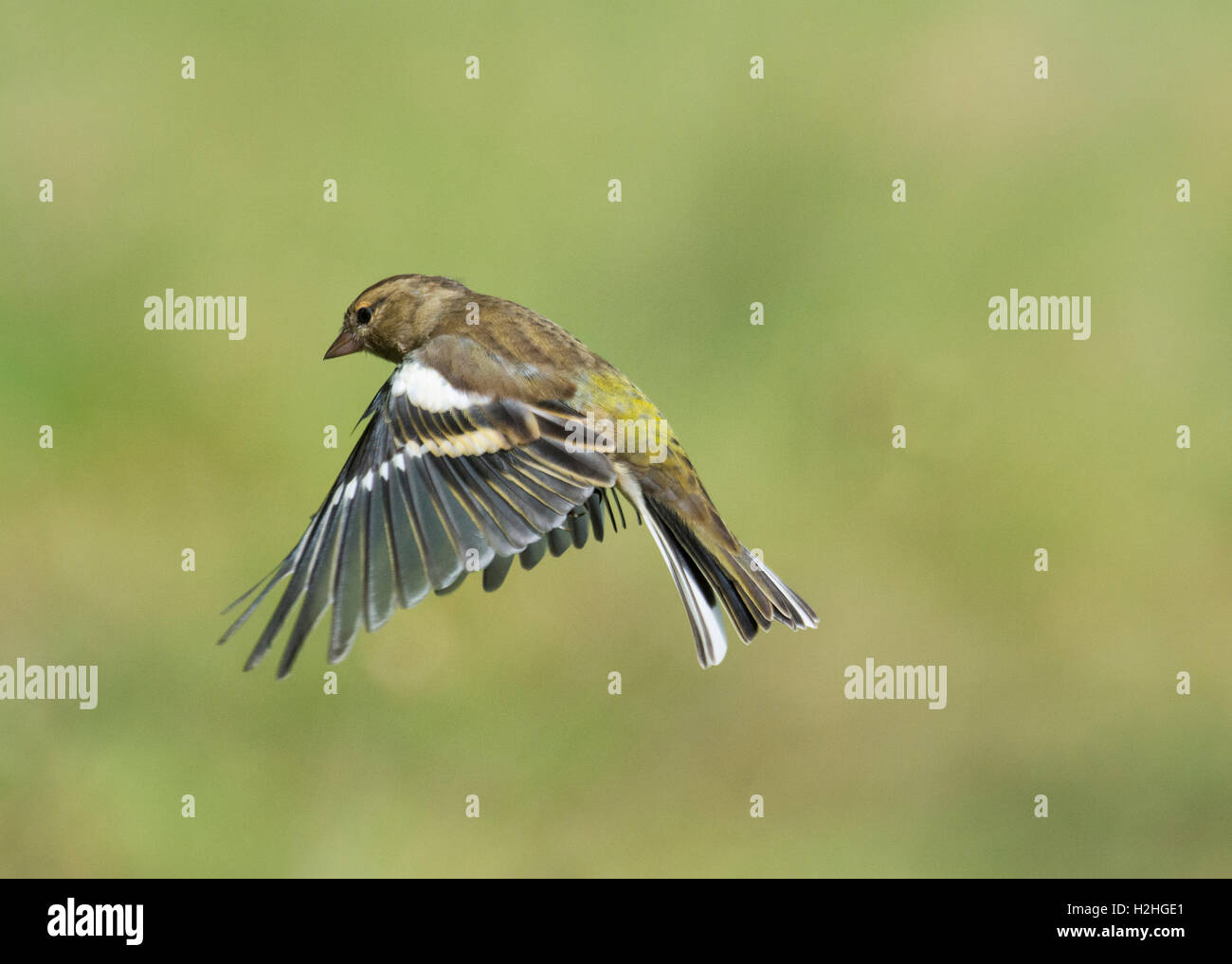 Chaffinch in flight Stock Photo - Alamy