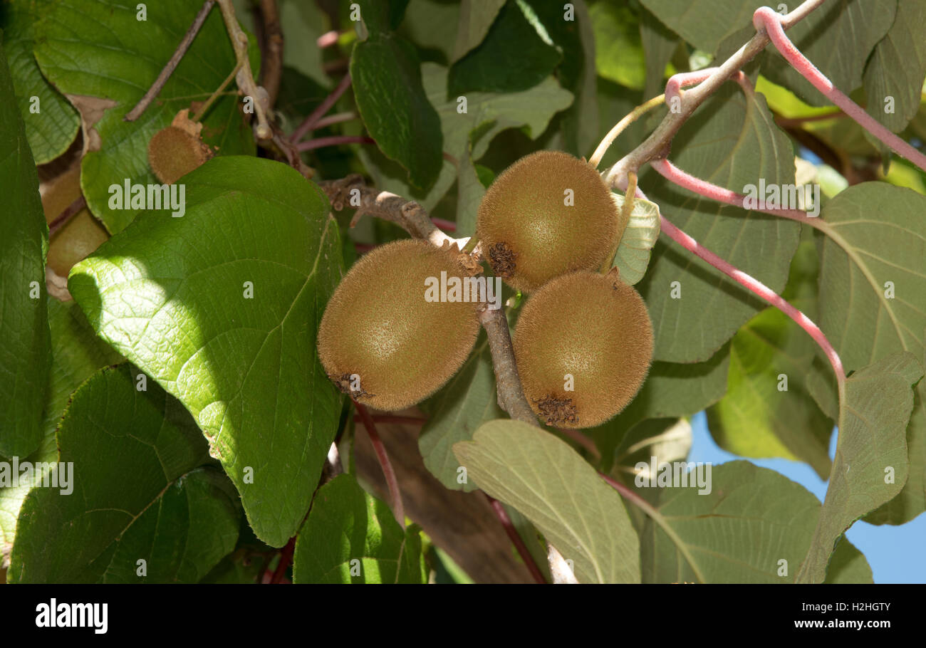 Kiwifruit ready to pick from the kiwi tree Stock Photo - Alamy