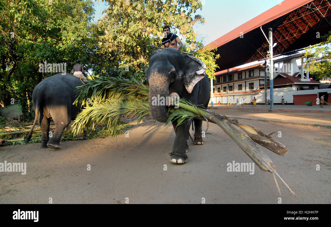 Miniature Elephant Pet