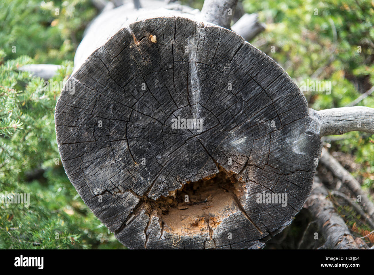 Tree cross section oak hi-res stock photography and images - Alamy
