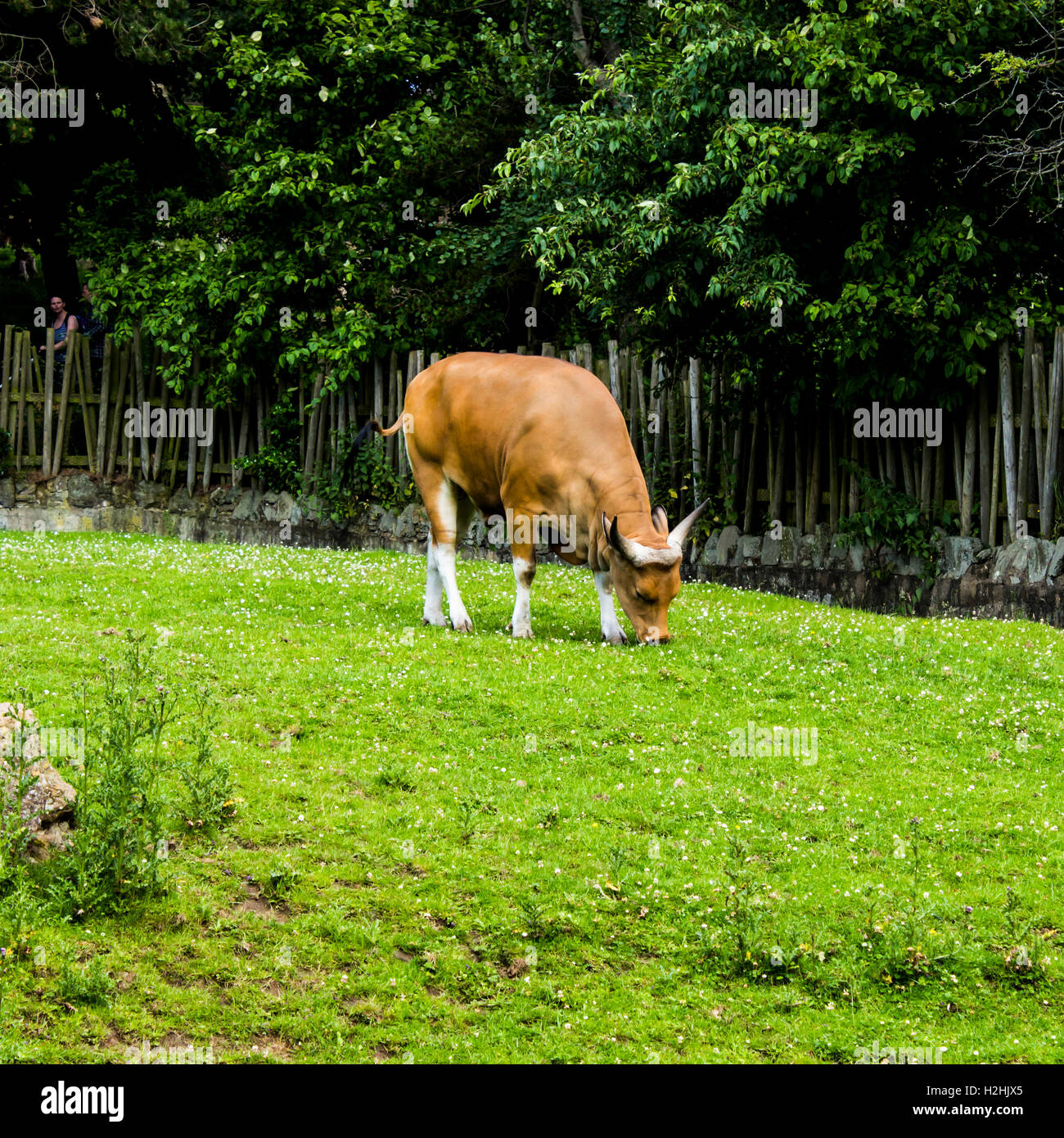 Edinburgh zoo hi-res stock photography and images - Alamy