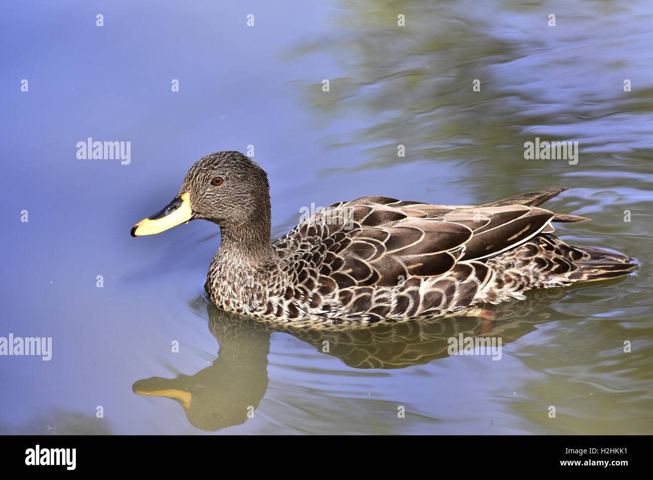 duck on water Stock Photo - Alamy