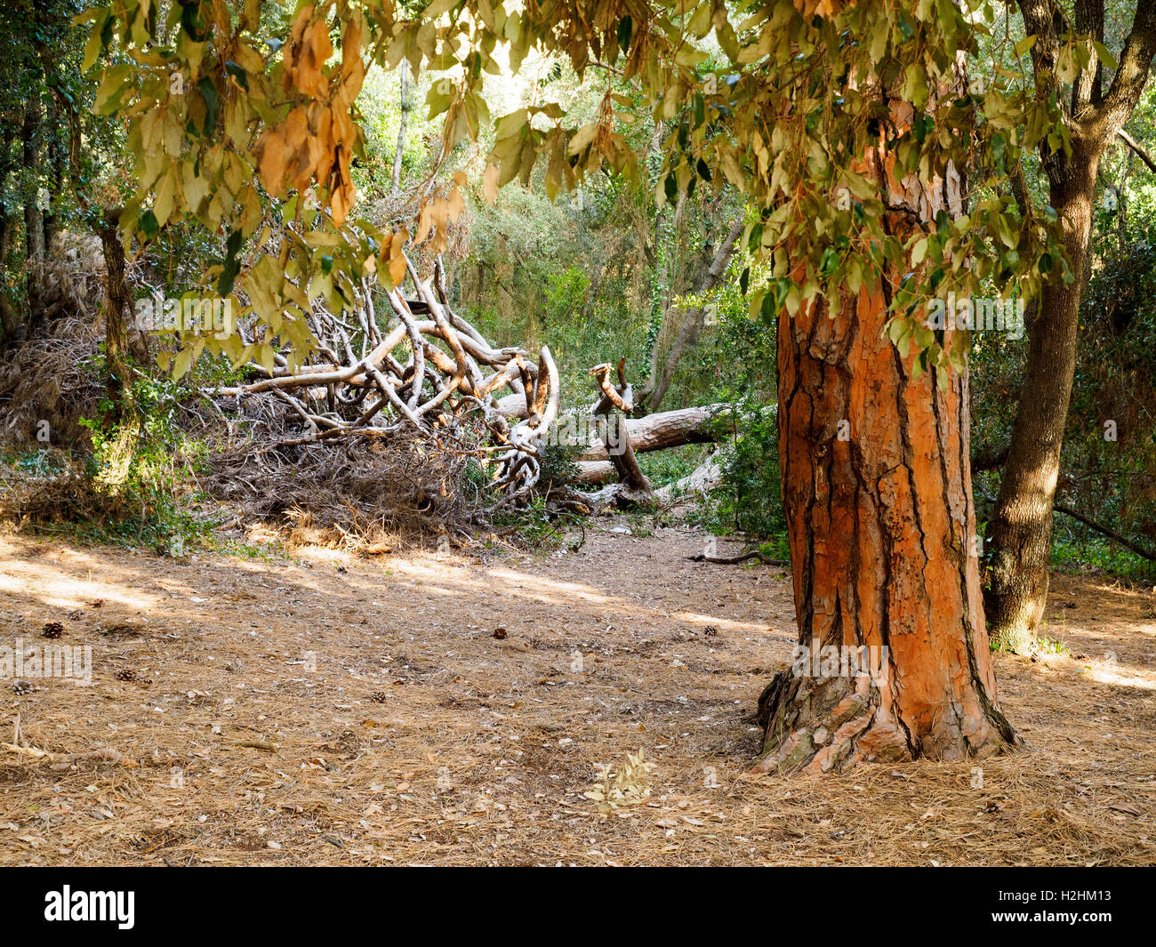Pinewood of Ostia - Rome, Italy Stock Photo - Alamy
