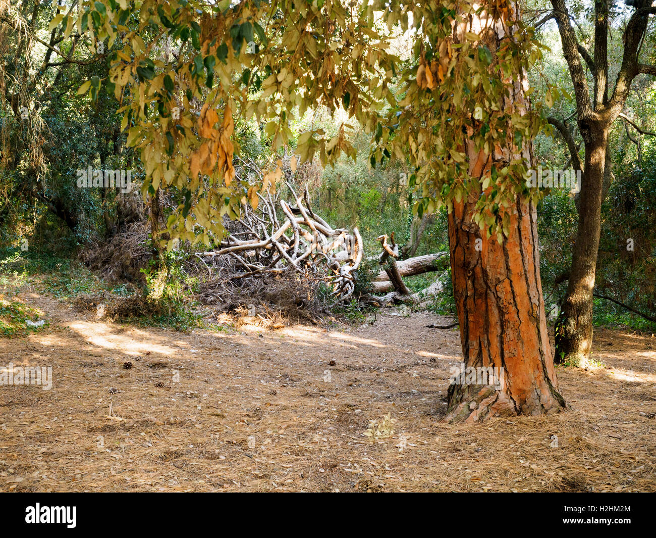 Pinewood of Ostia - Rome, Italy Stock Photo - Alamy