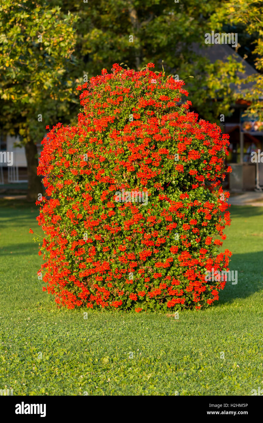 Red garden geranium flowers Stock Photo - Alamy