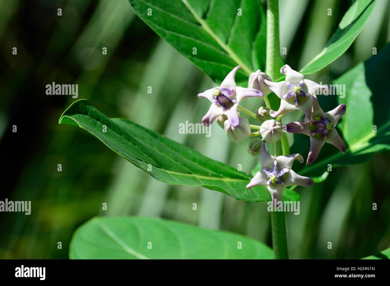 Calotropis gigantea purple hi-res stock photography and images - Alamy