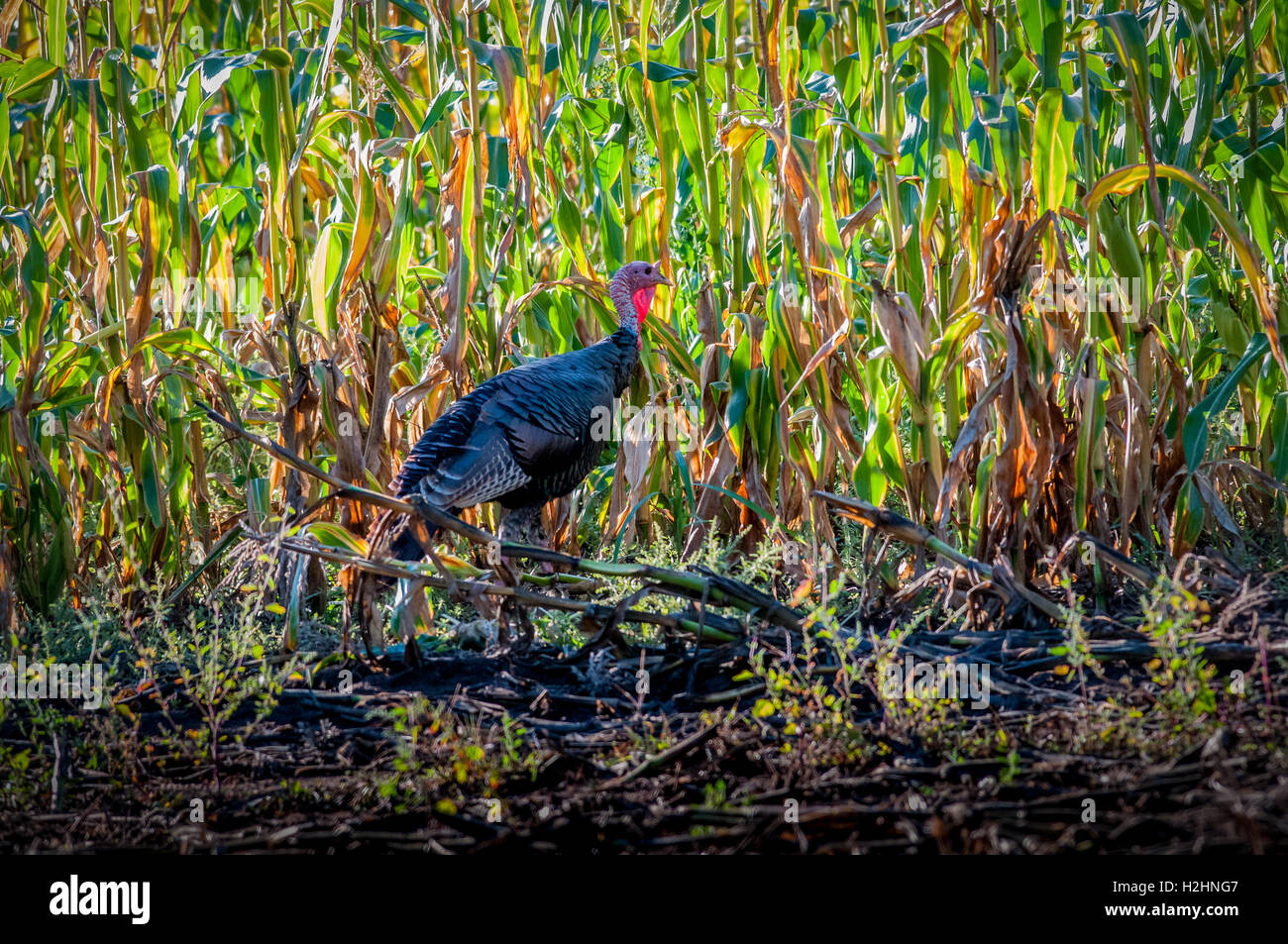 Cut corn field hi-res stock photography and images - Alamy