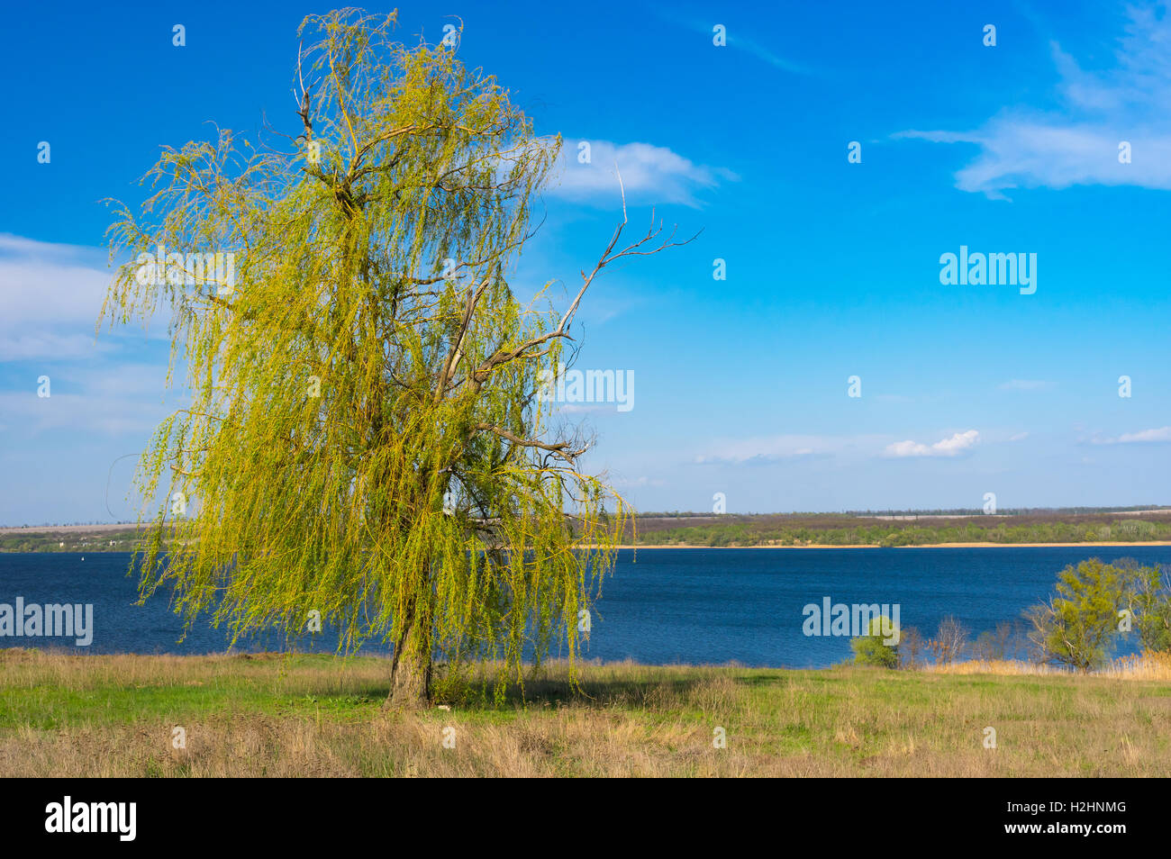Lonely weeping willow tree against blue cloudless sky on a Dnepr ...