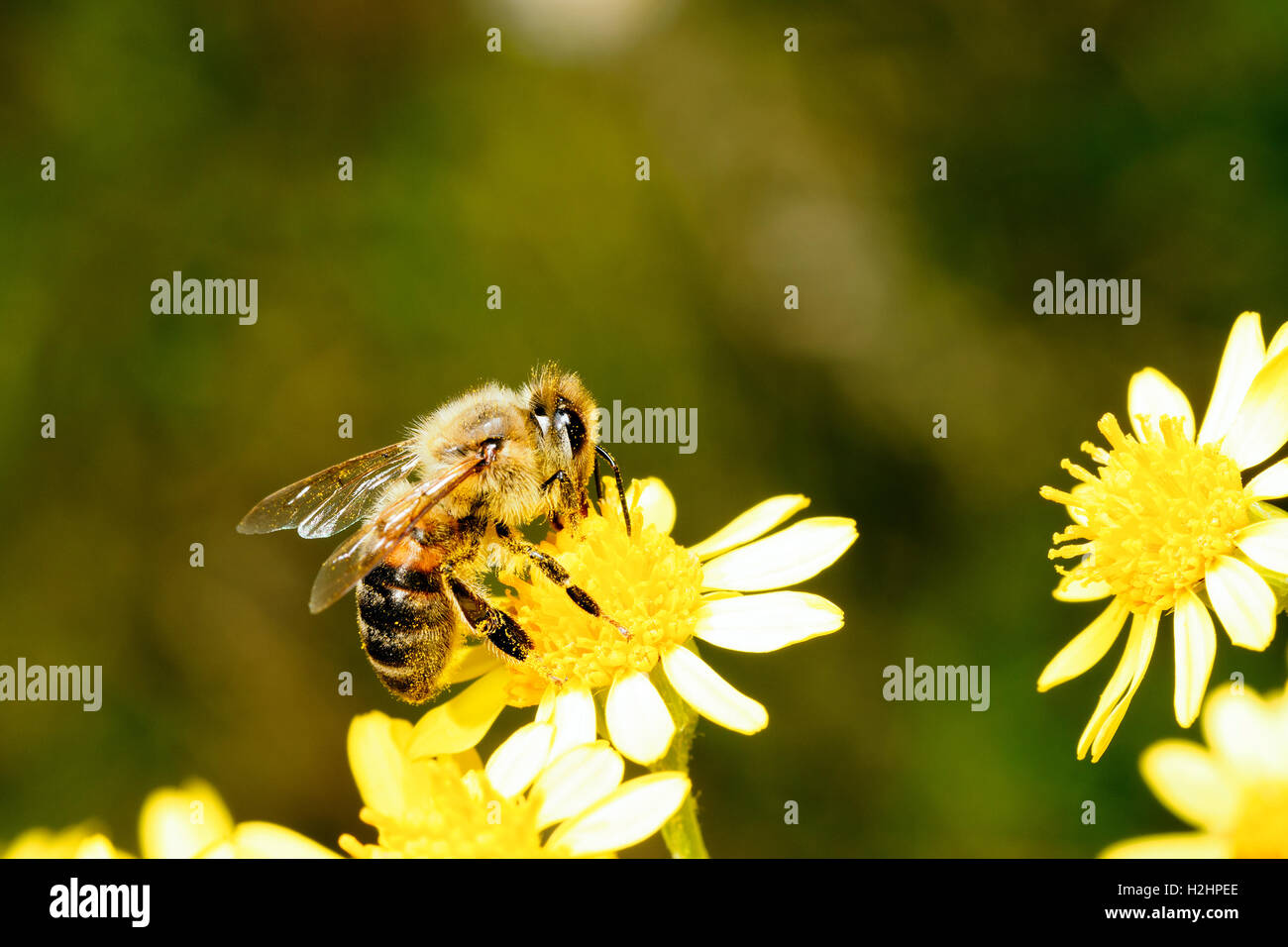 European Honey Bee (Apis mellifera, Apis mellifica) - Italy Stock Photo ...