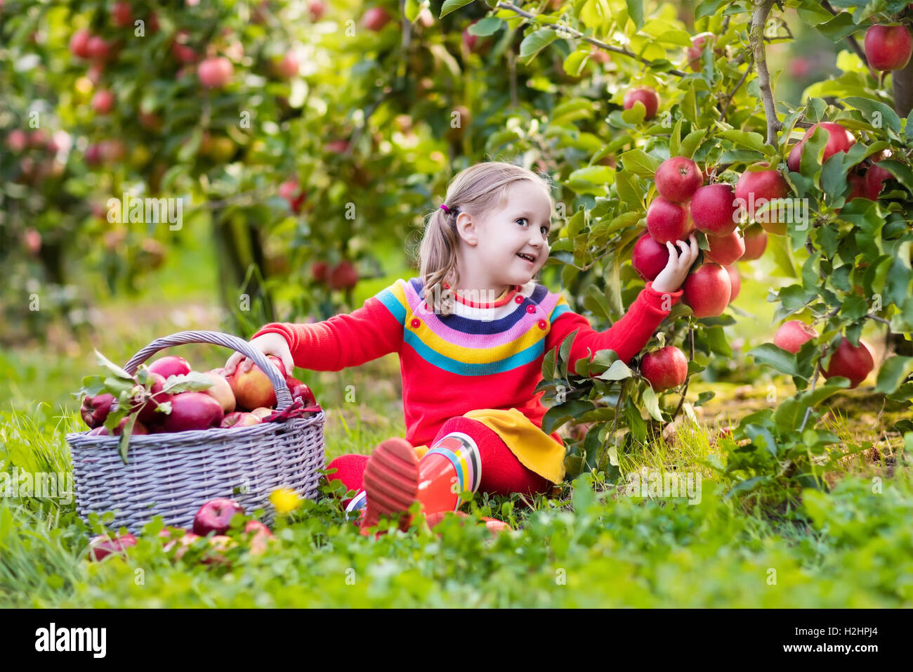 Child picking apples on a farm in autumn. Little girl playing in apple ...