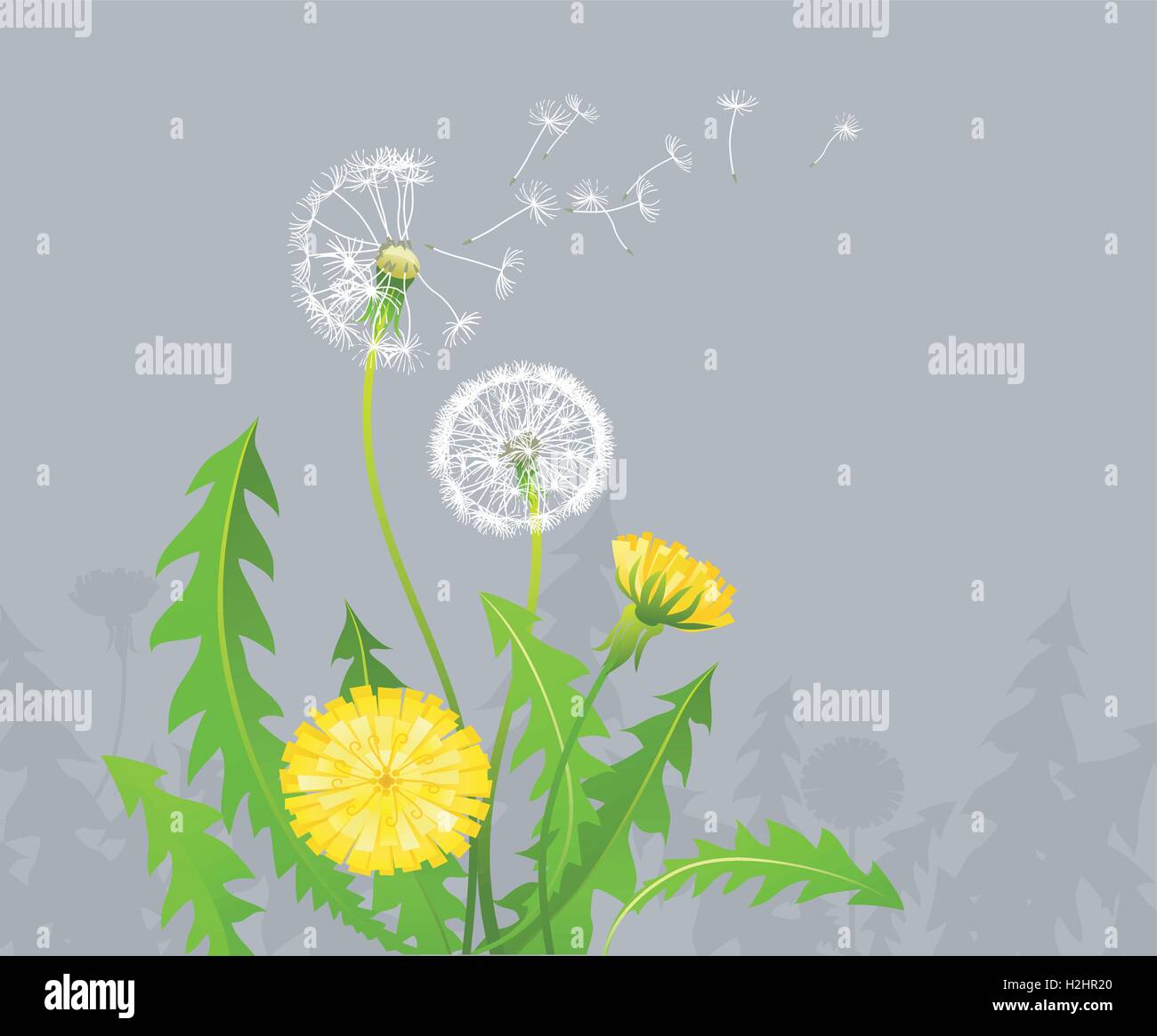 Dandelion backgrounds Stock Vector Images - Alamy