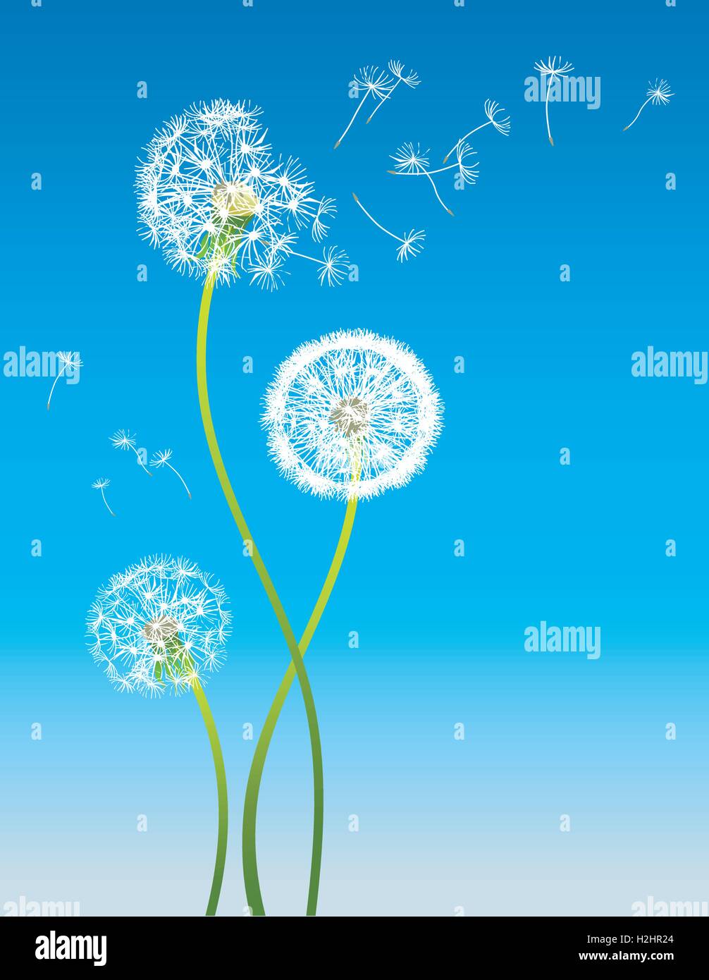 Dandelion backgrounds Stock Vector Images - Alamy