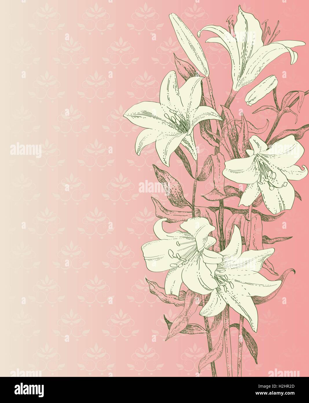Drawn lily on pink background Stock Vector Image & Art - Alamy
