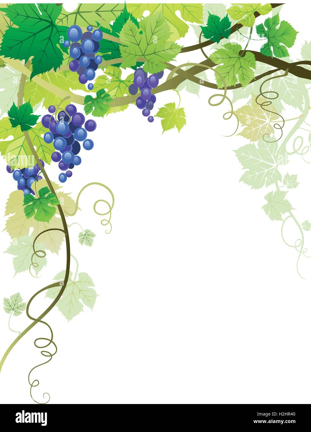 Grapes growing vineyard Stock Vector Images - Alamy