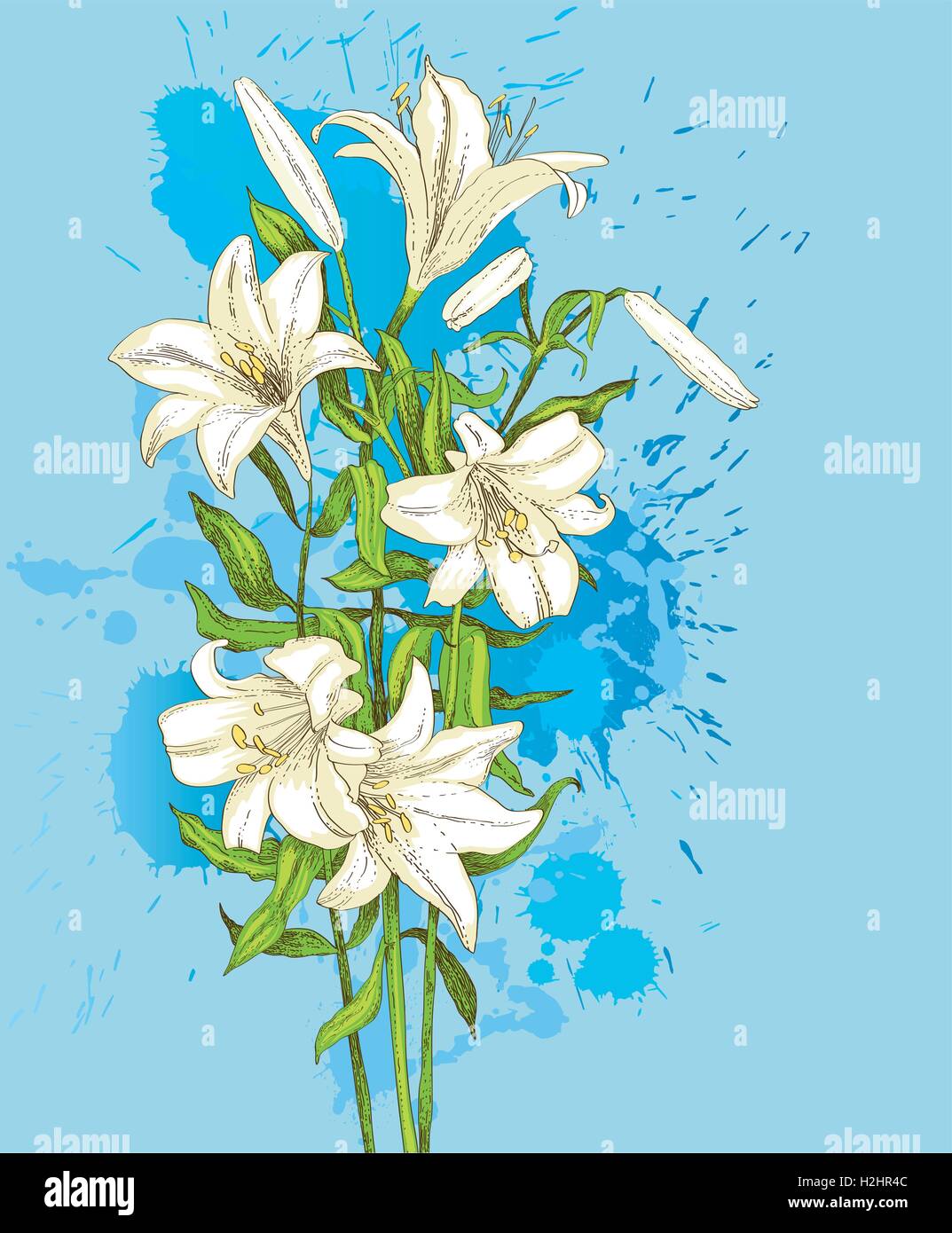Blue Lily Flower Drawing