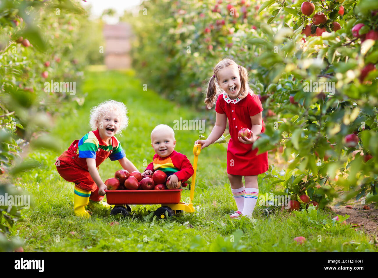 Children picking apples in fruit garden. Girl, boy and baby play in ...